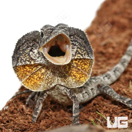 Baby Frilled Dragons For Sale - Underground Reptiles