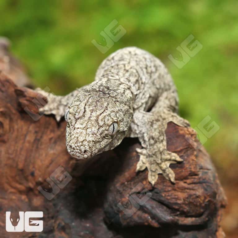 Baby Offshore Leachianus Geckos For Sale - Underground Reptiles