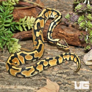 Baby Baby Enchi Firefly Hypo Ball Python For Sale - Underground Reptiles