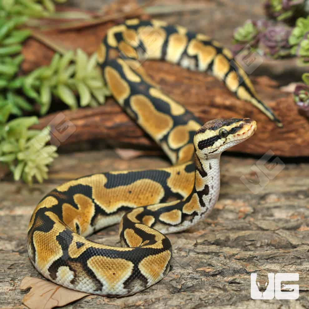 Baby Baby Enchi Firefly Hypo Ball Python For Sale - Underground Reptiles