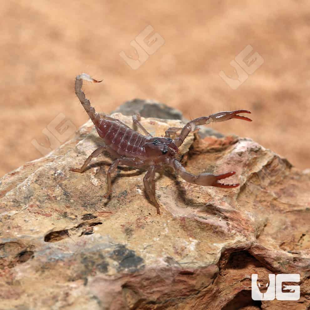 Minotaur Forest Scorpion (Heterometrus laevigatus) For Sale ...