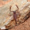 Minotaur Forest Scorpion (Heterometrus laevigatus) For Sale ...