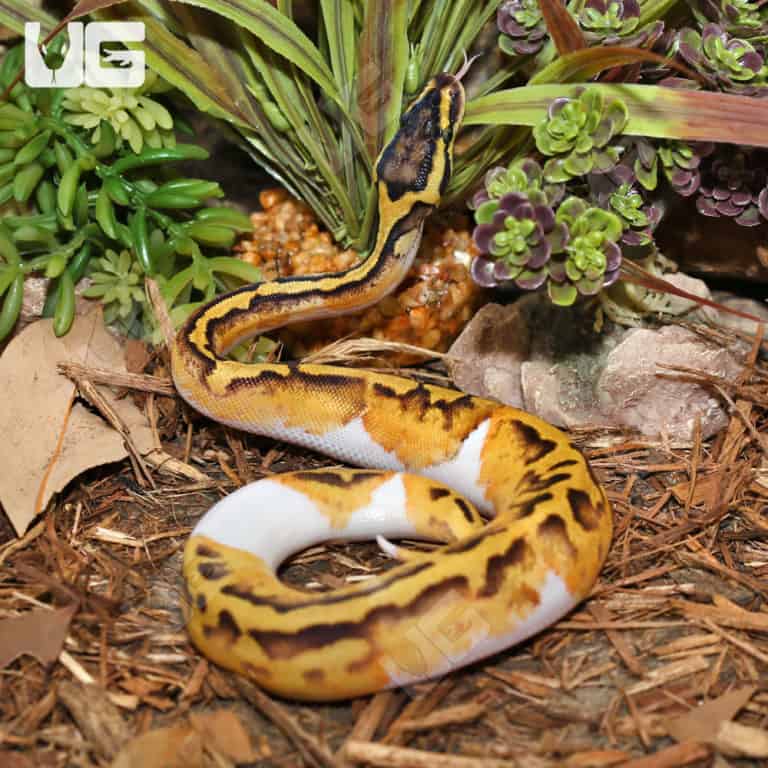 Baby Enchi Pied Ball Python For Sale - Underground Reptiles