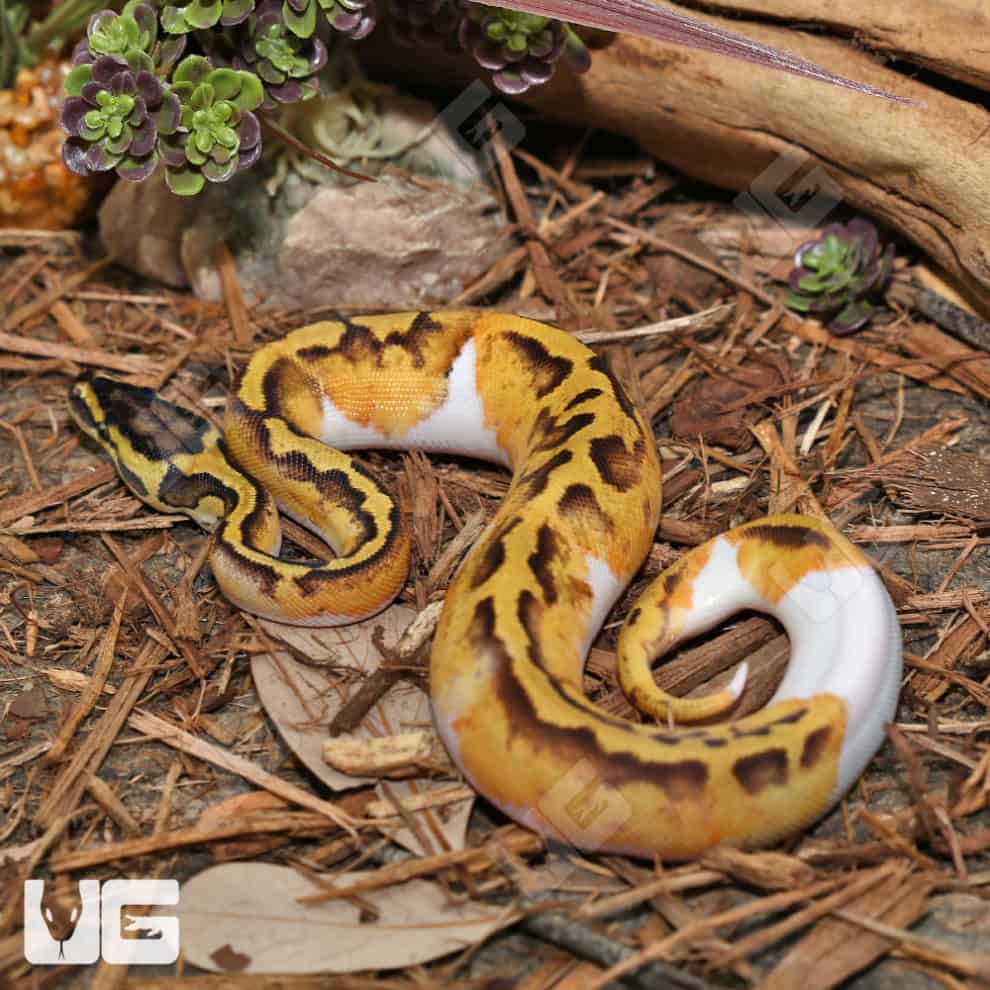 Baby Enchi Pied Ball Python For Sale - Underground Reptiles