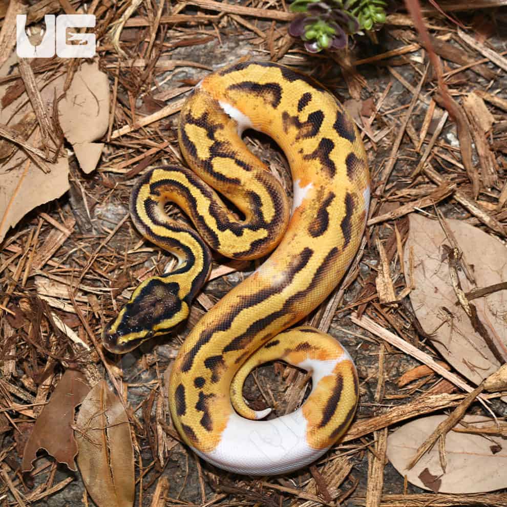 Baby Enchi Pied Ball Python For Sale - Underground Reptiles