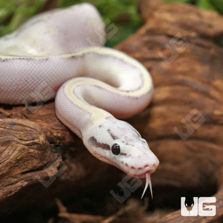Snakes For Sale - Underground Reptiles