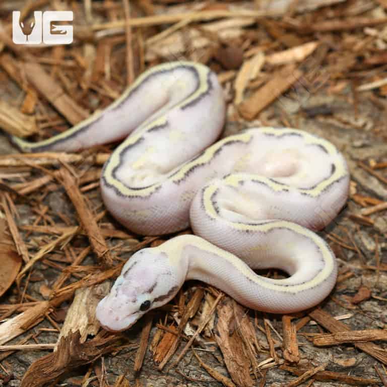 Baby Enchi Pied Ball Python For Sale - Underground Reptiles