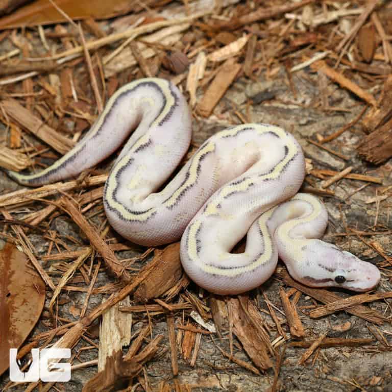 Baby Enchi Pied Ball Python For Sale - Underground Reptiles