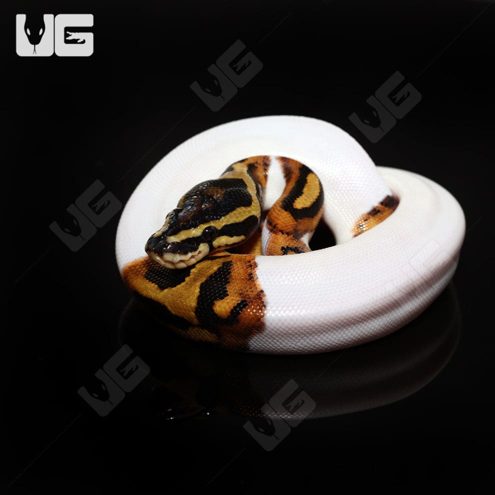 Baby Enchi Pied Ball Python For Sale - Underground Reptiles