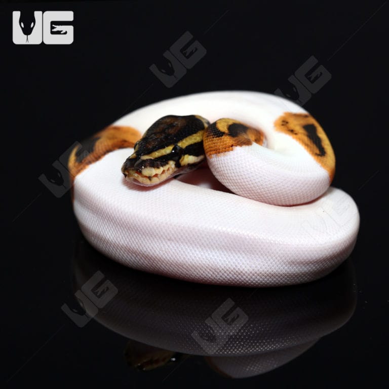 Bred By UG Archives - Page 9 of 13 - Underground Reptiles