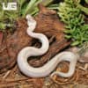 Ball Pythons For Sale - Underground Reptiles