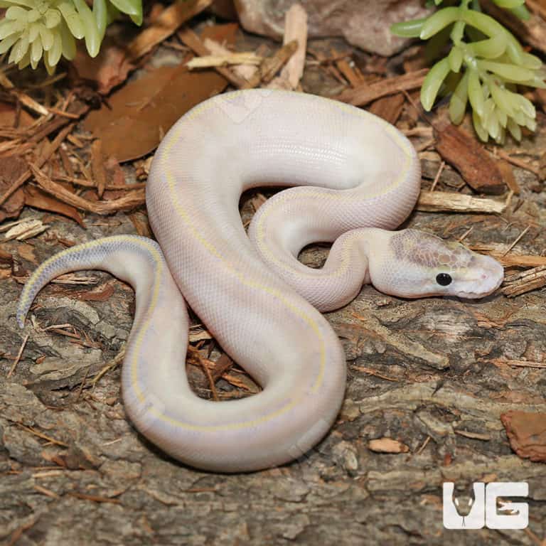 Baby Enchi Pied Ball Python For Sale - Underground Reptiles