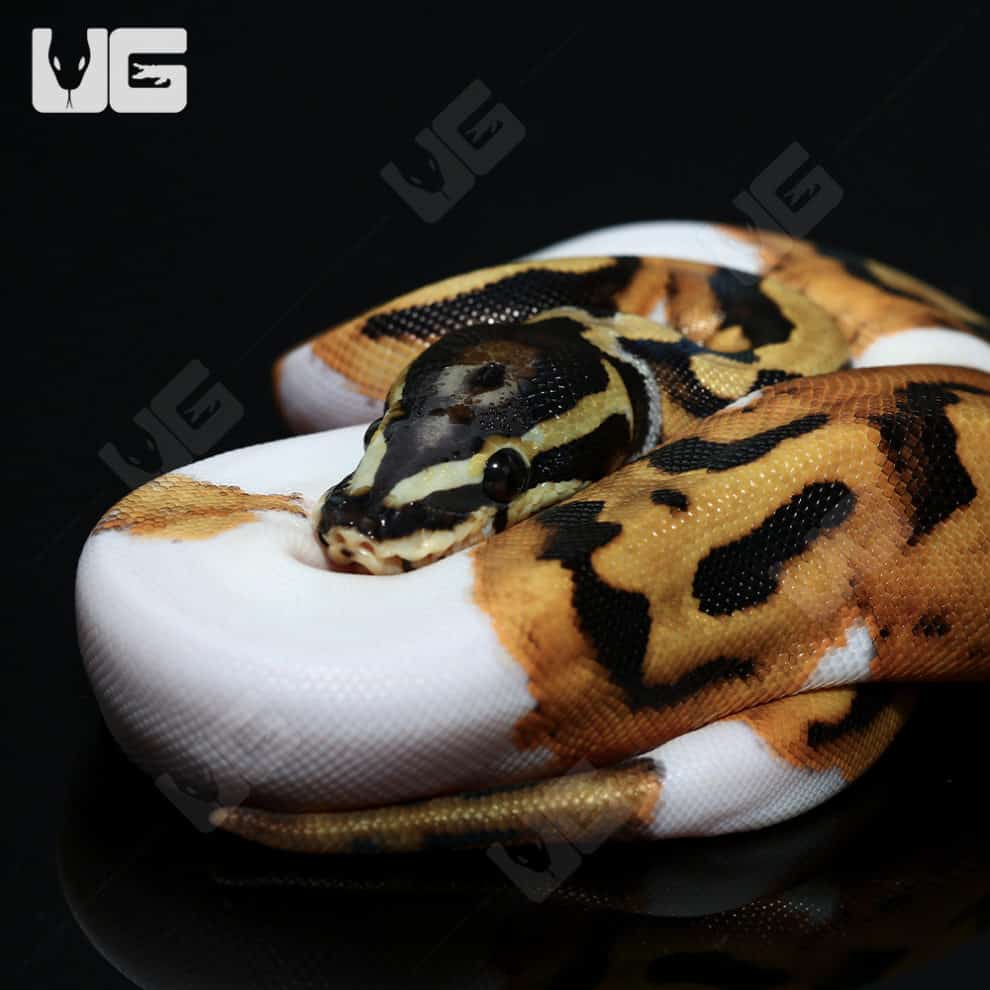 Baby Enchi Pied Ball Python For Sale - Underground Reptiles