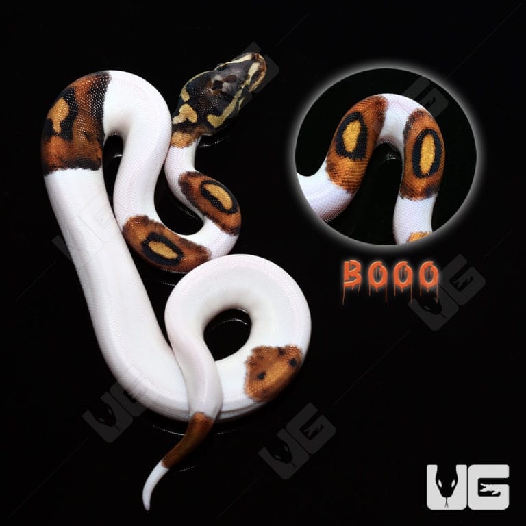 Baby Enchi Pied Ball Python For Sale - Underground Reptiles
