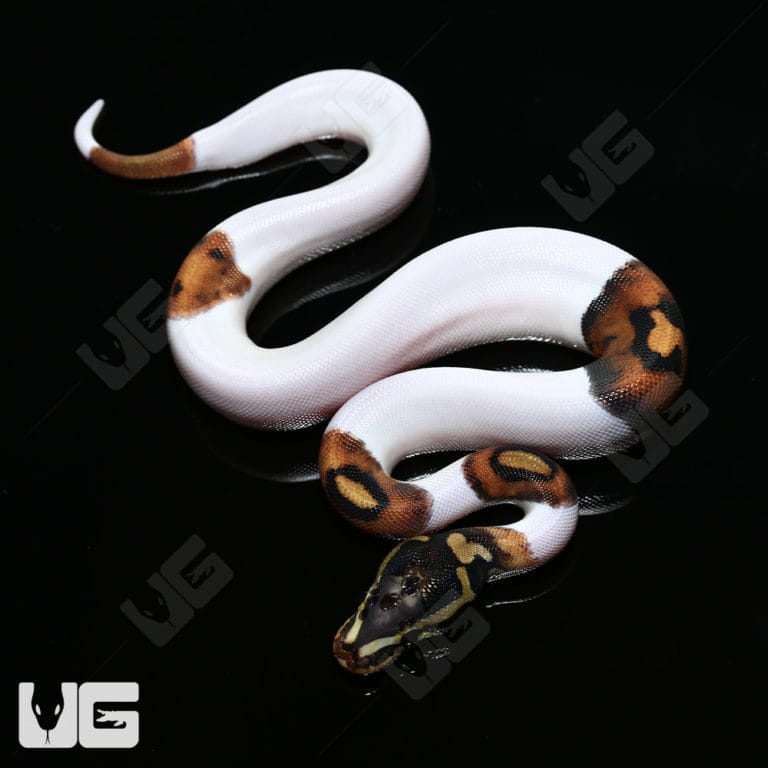 Baby Enchi Pied Ball Python For Sale - Underground Reptiles