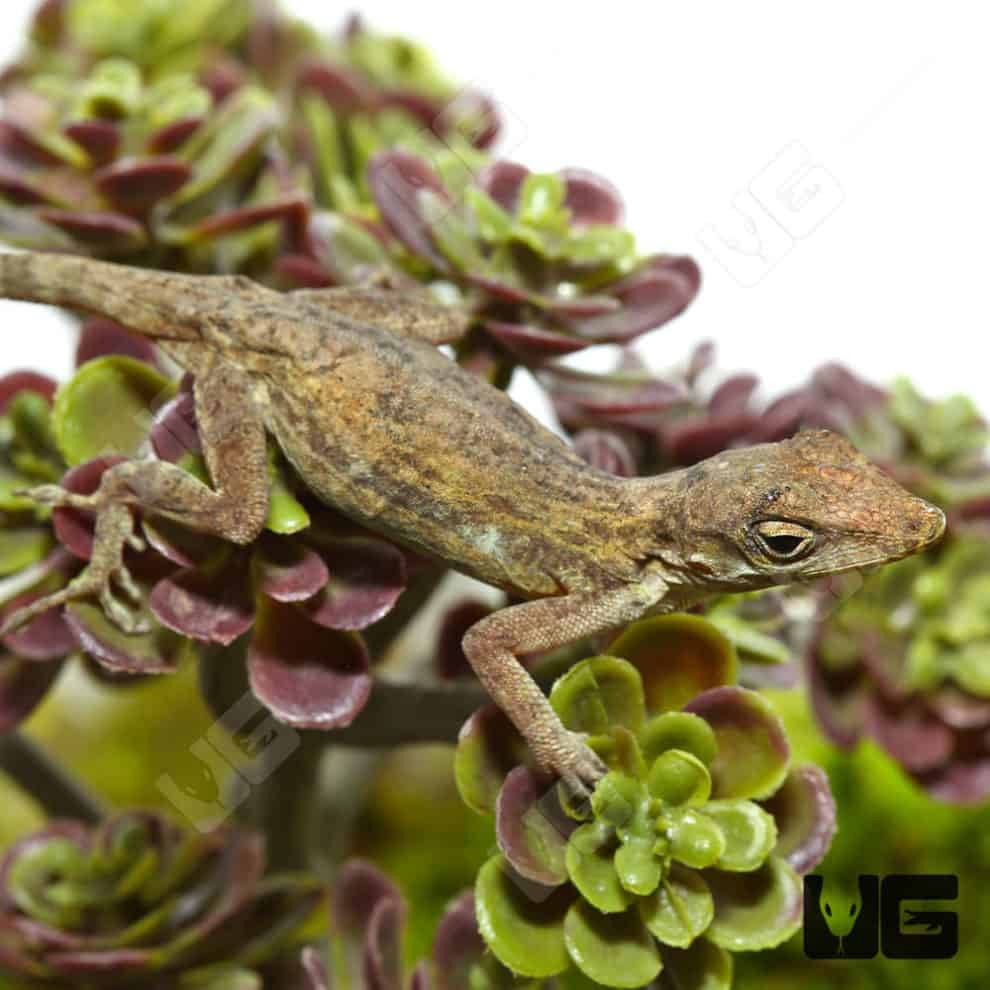 Neotropical Green Anole For Sale - Underground Reptiles