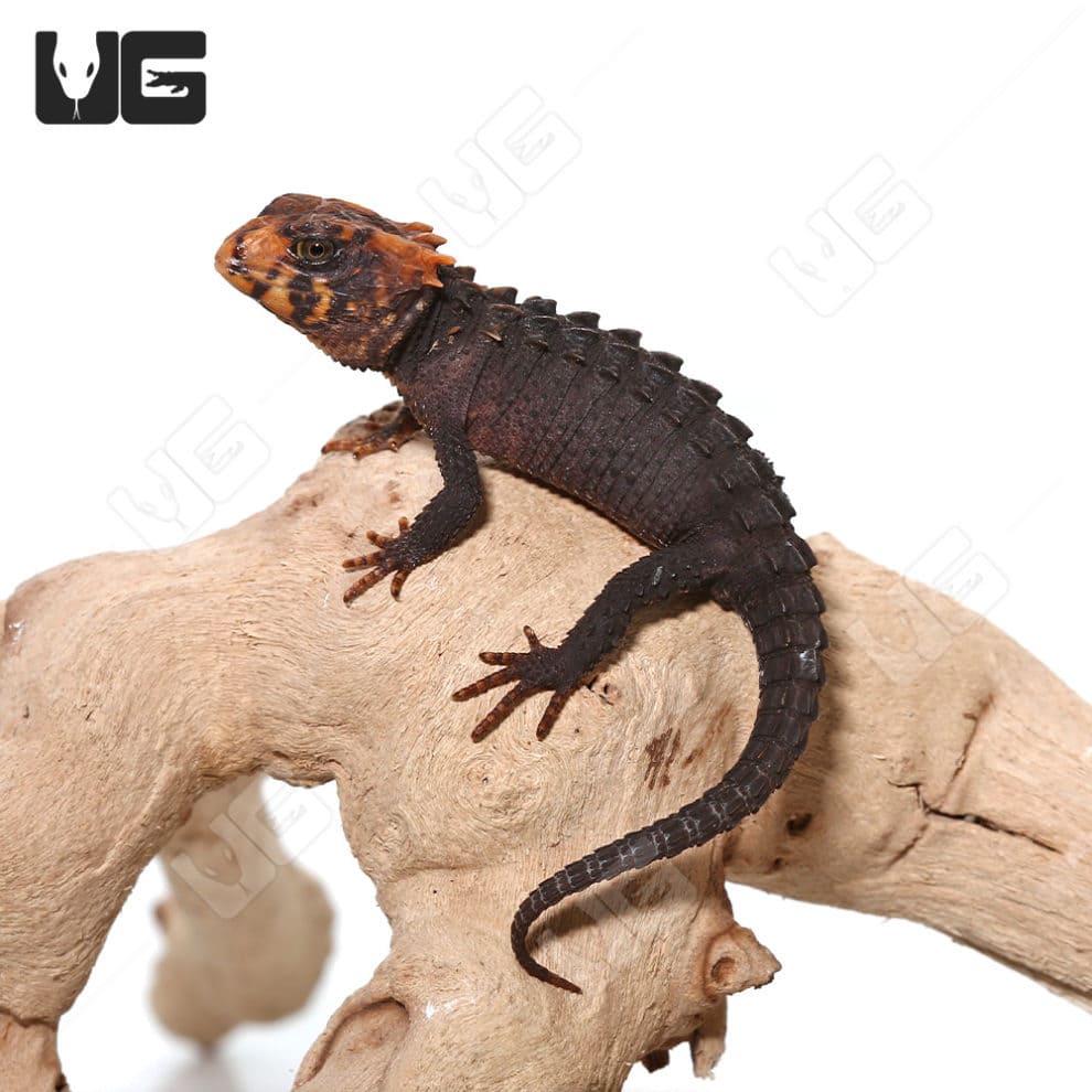 Lizards For Sale - Underground Reptiles