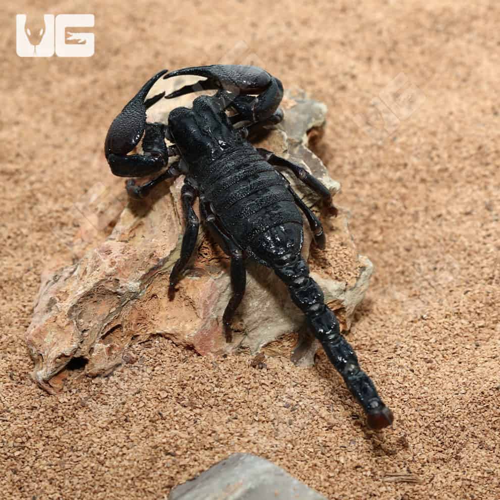 Cave Clawed Scorpion For Sale - Underground Reptiles