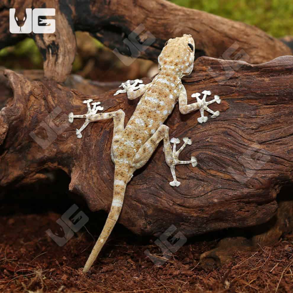 Other Geckos For Sale - Underground Reptiles