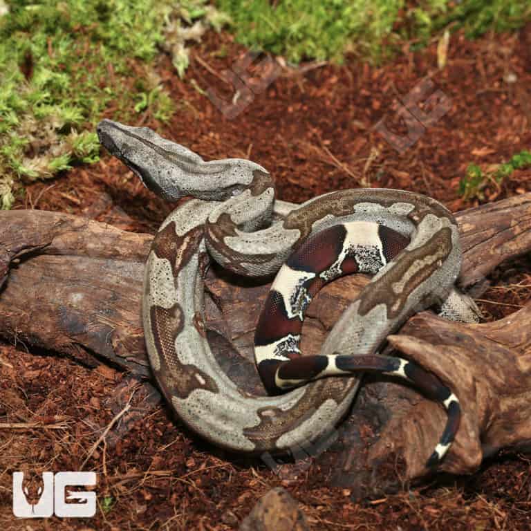 Guyana Redtail Boa For Sale - Underground Reptiles