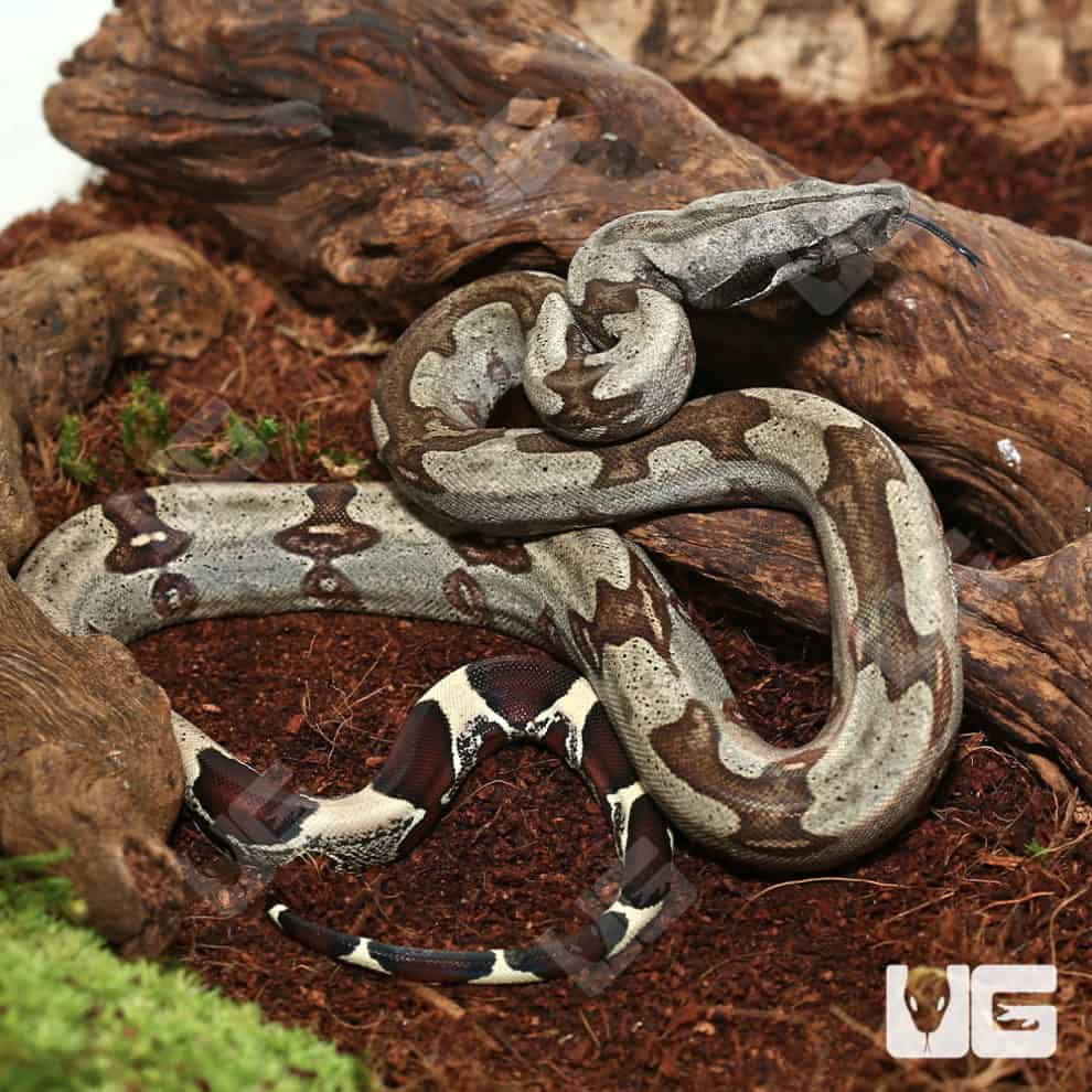 Boas For Sale - Underground Reptiles