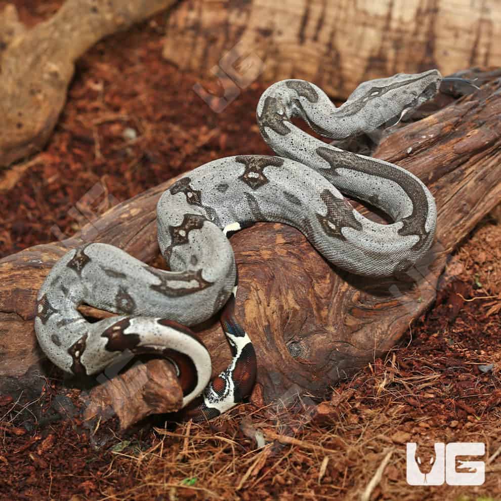 Guyana Redtail Boa For Sale - Underground Reptiles