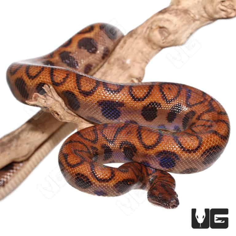 Adult Brazilian Rainbow Boas (Epicrates cenchria) For Sale ...