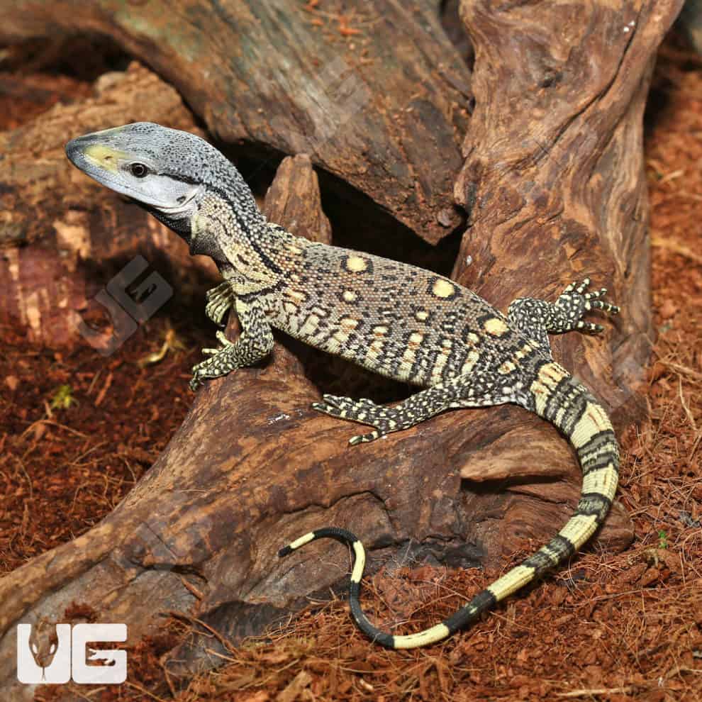 Baby Black Throat Monitor For Sale - Underground Reptiles