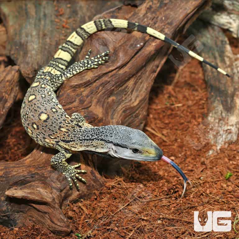 Baby Black Throat Monitor For Sale - Underground Reptiles