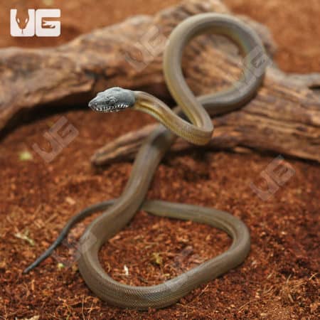 Baby D'Alberts White Lipped Python (Lamprolepis smaragdina) For Sale ...
