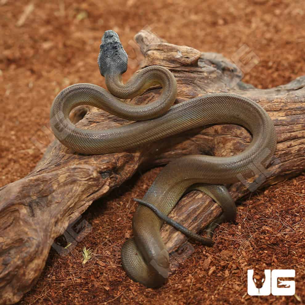 Auctions - Underground Reptiles