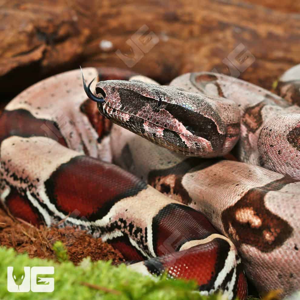 Guyana Redtail Boa (Boa c. constrictor) for sale - Underground Reptiles