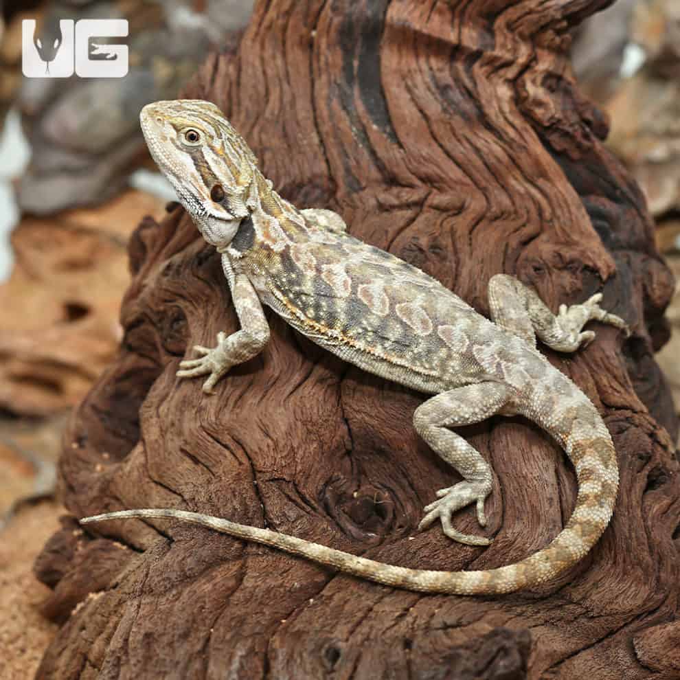 Baby Hypo Leatherback Bearded Dragons For Sale - Underground Reptiles