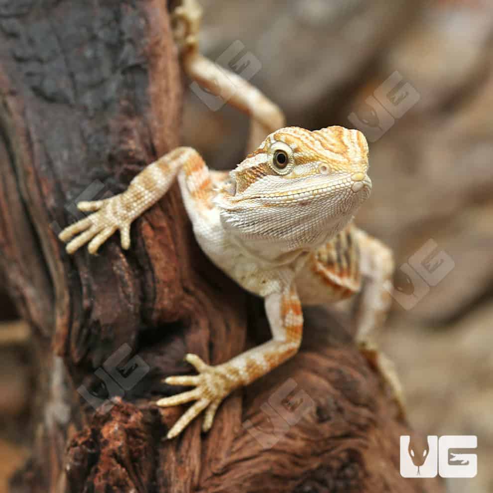 6 - 8 Inch Inferno Leatherback Bearded Dragons For Sale - Underground ...