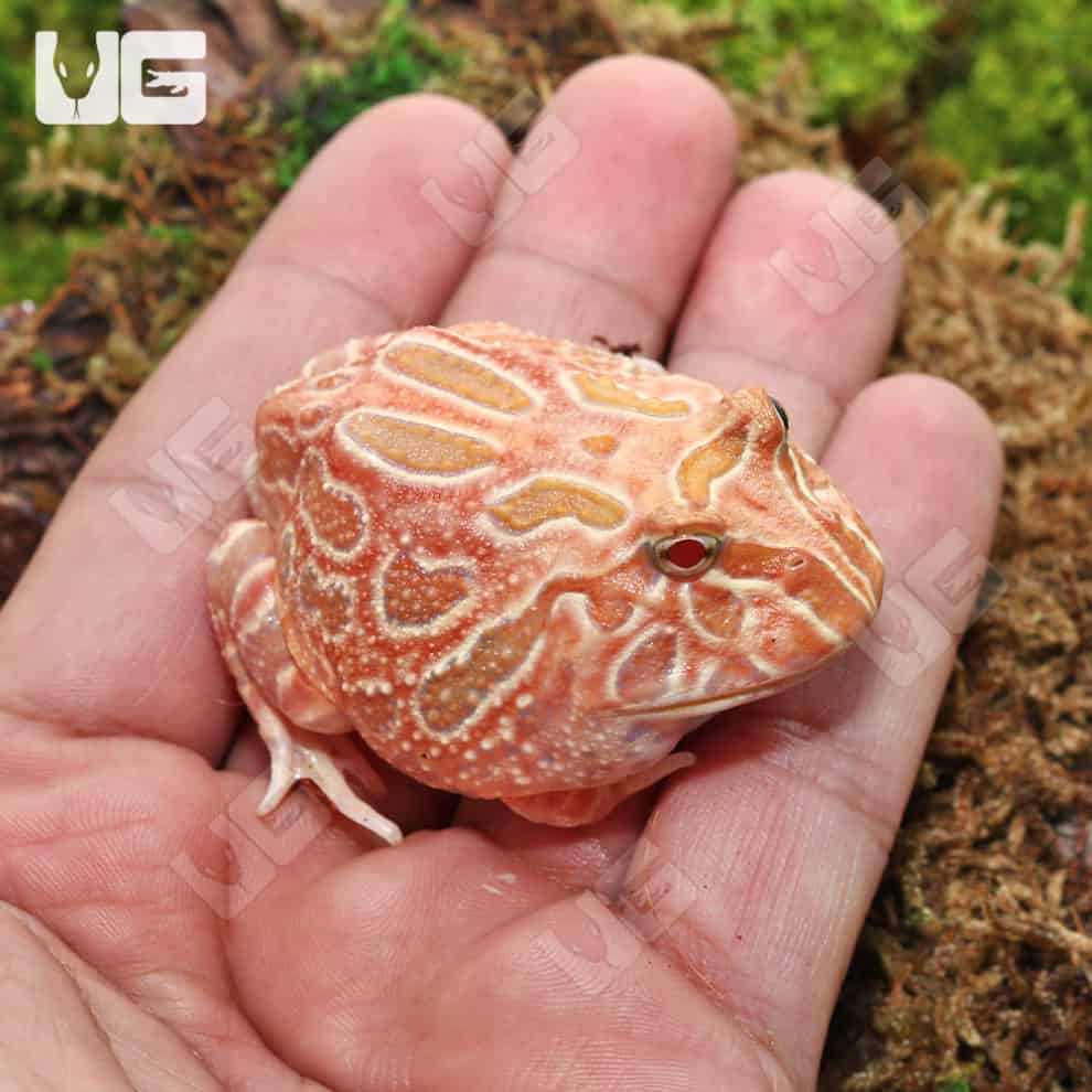 Pacmans & Pixie Frogs For Sale - Underground Reptiles