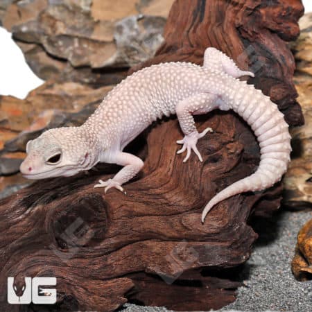 Adult Leopard Gecko For Sale - Underground Reptiles