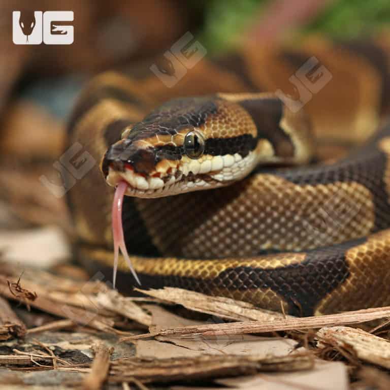 Ball Pythons For Sale - Underground Reptiles