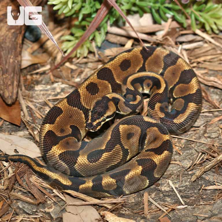 Ball Pythons For Sale - Underground Reptiles