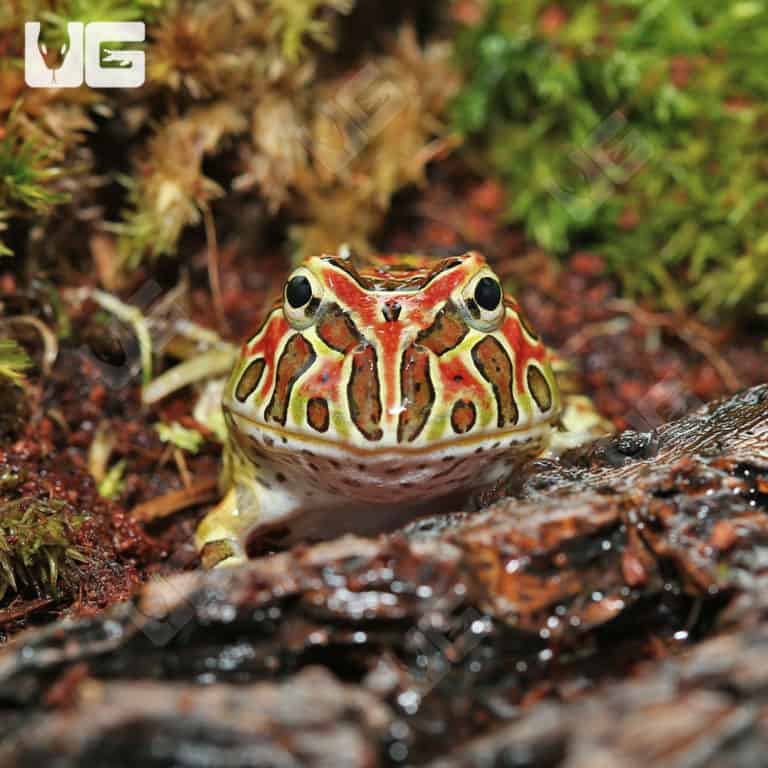 Ornate Fantasy Pacman Frogs For Sale - Underground Reptiles