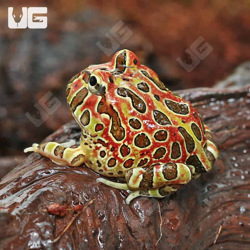 Ornate Fantasy Pacman Frogs For Sale - Underground Reptiles