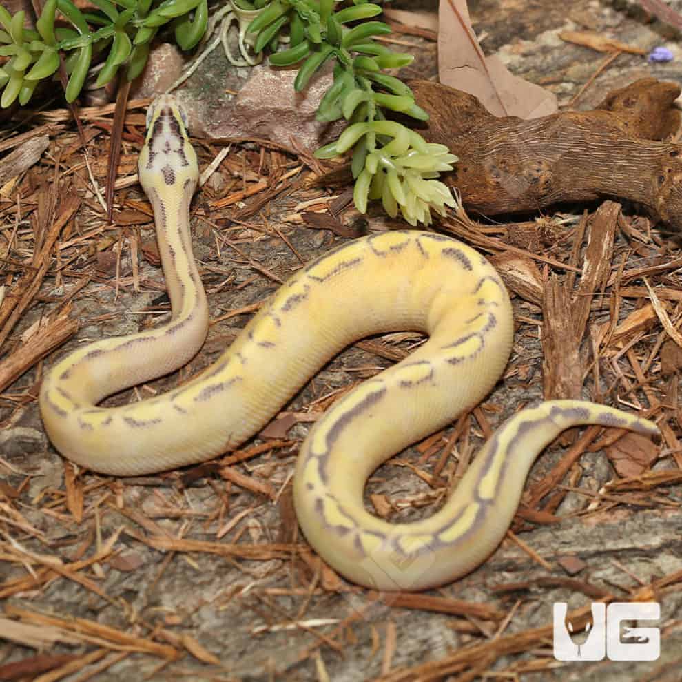 Baby Enchi Pied Ball Python For Sale - Underground Reptiles