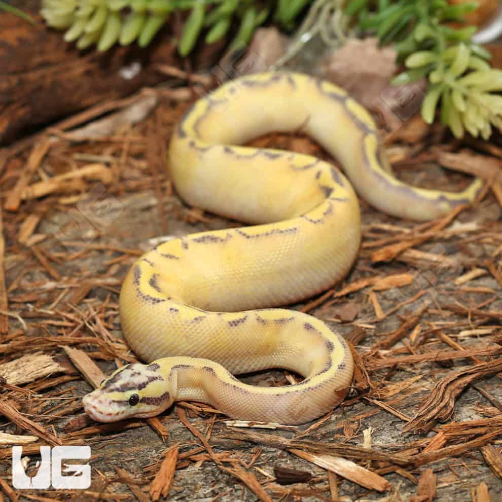 Baby Enchi Pied Ball Python For Sale - Underground Reptiles