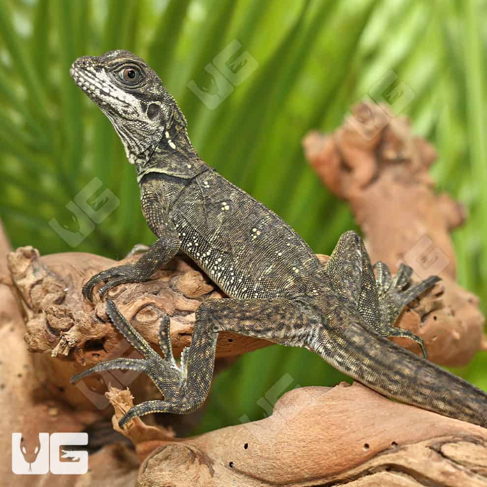 Sulawesi Sailfin Dragons For Sale - Underground Reptiles