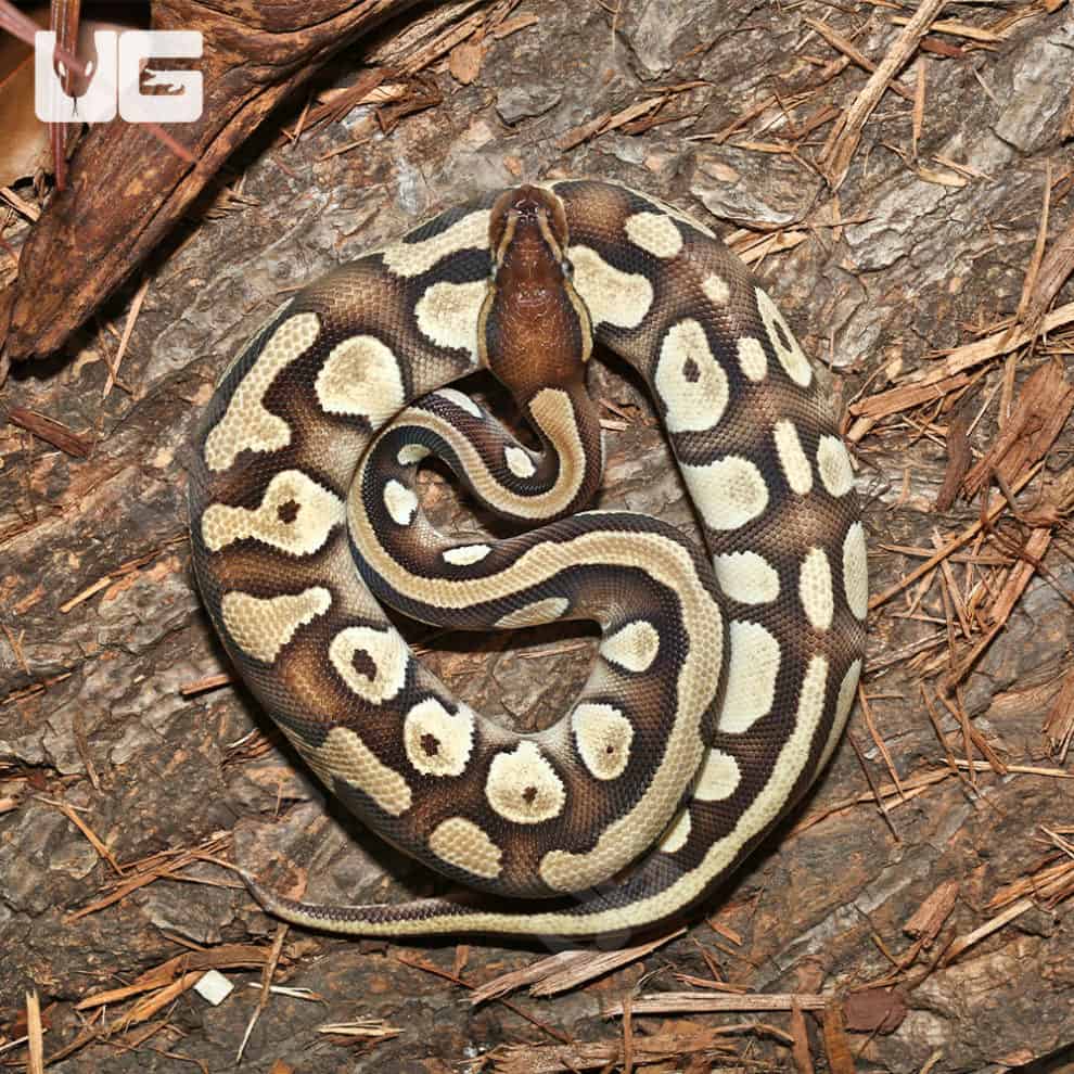 Baby Enchi Pied Ball Python For Sale - Underground Reptiles