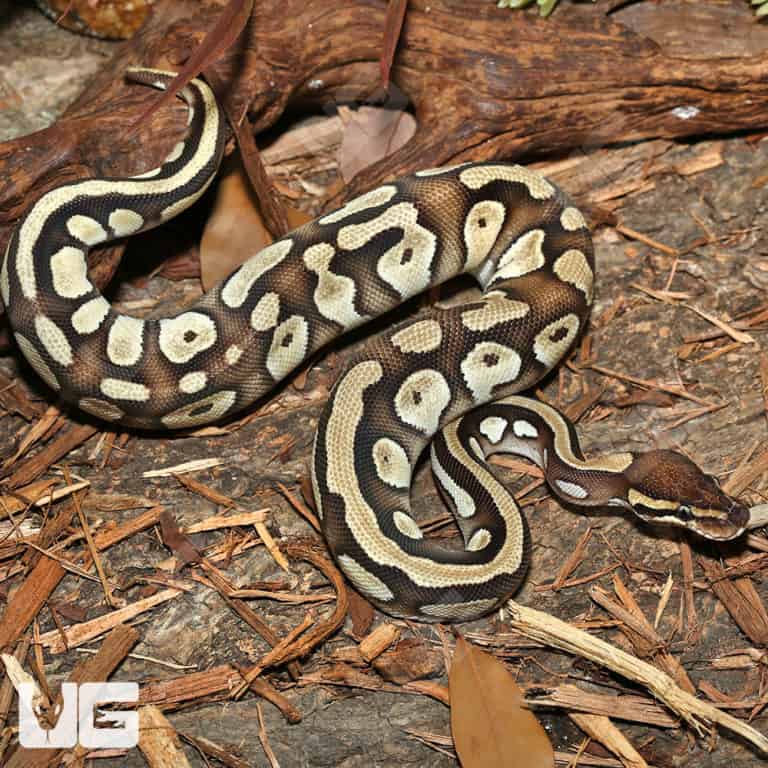 Baby Enchi Pied Ball Python For Sale - Underground Reptiles