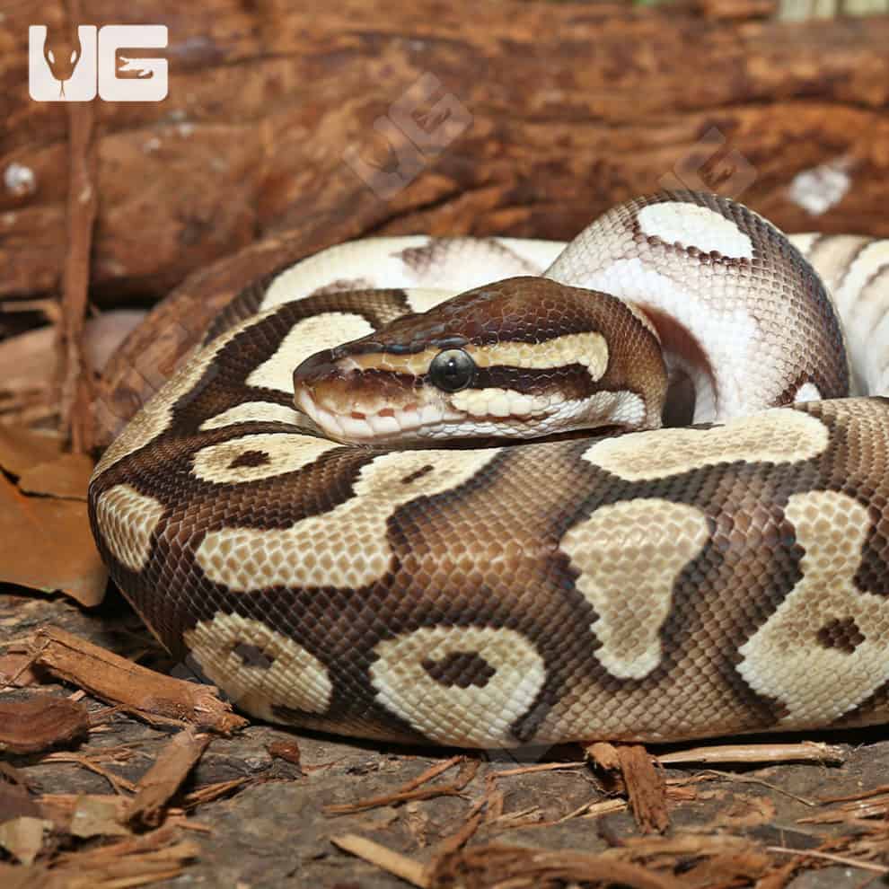 Baby Enchi Pied Ball Python For Sale - Underground Reptiles