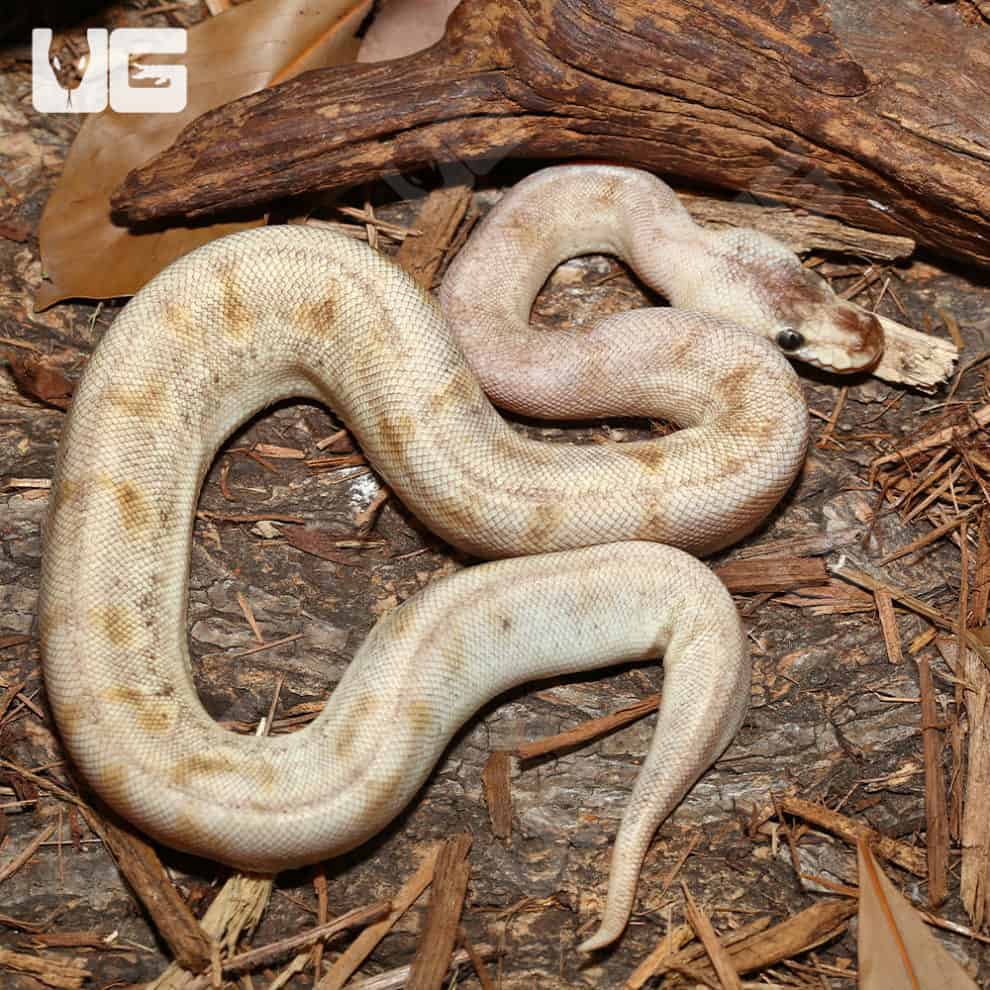 Baby Enchi Pied Ball Python For Sale - Underground Reptiles
