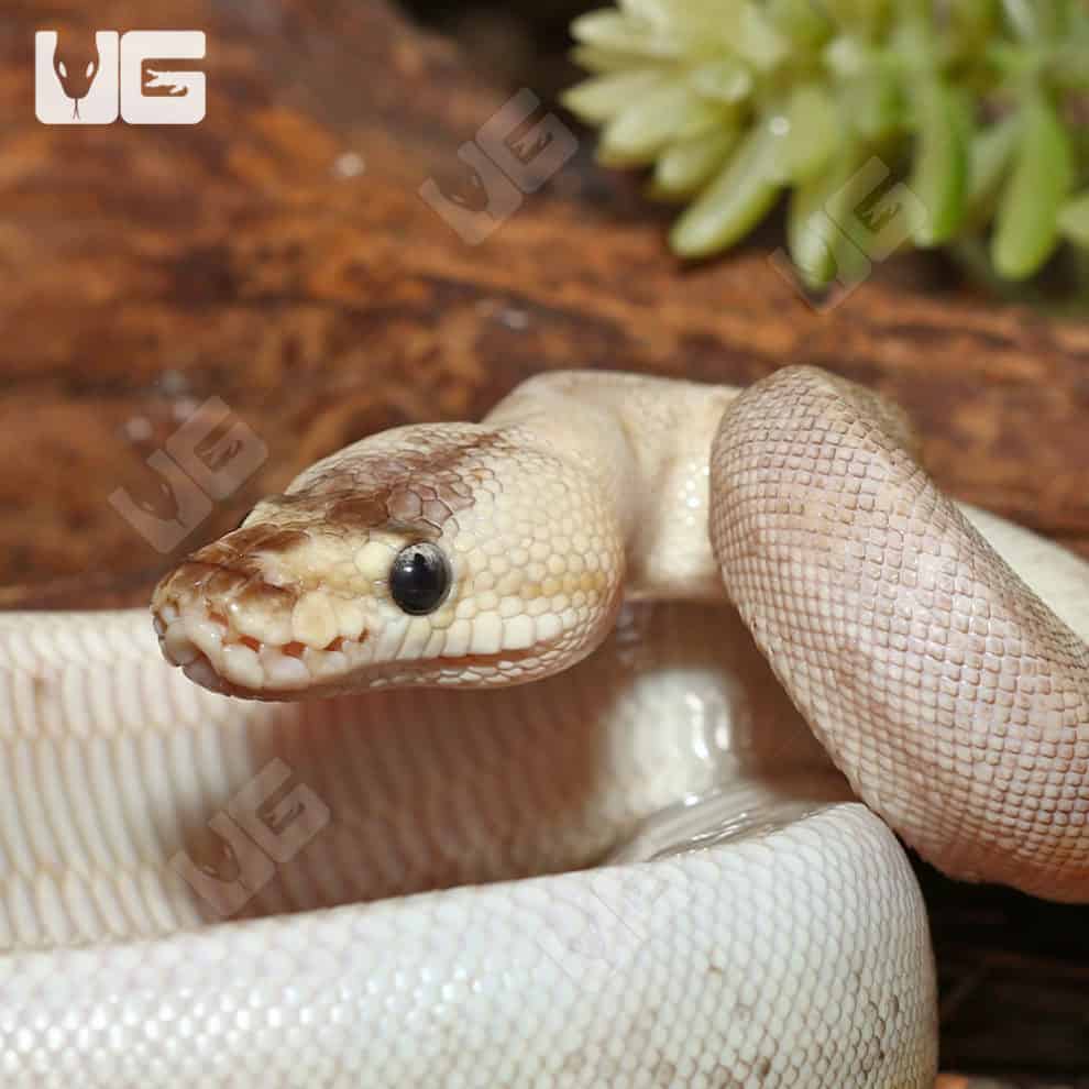 Baby Enchi Pied Ball Python For Sale - Underground Reptiles