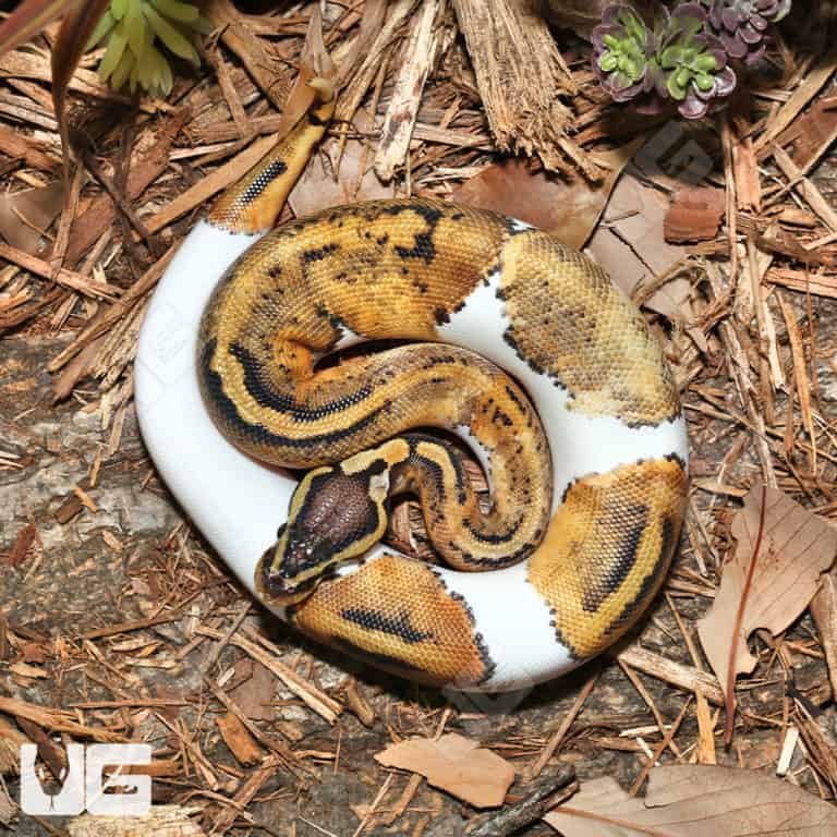 Baby Enchi Pied Ball Python For Sale - Underground Reptiles
