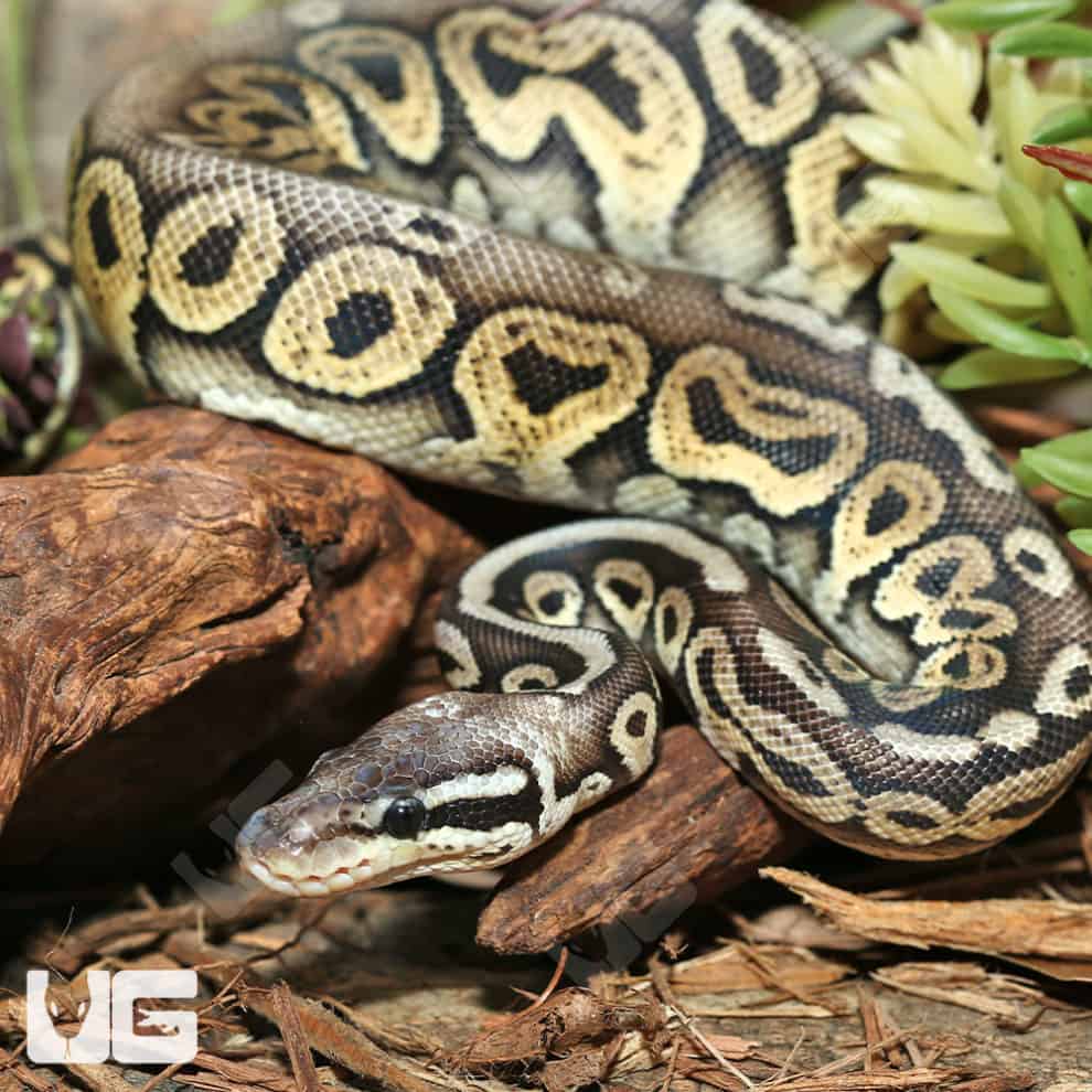 Female Pastel Het Red Axanthic Ball Python For Sale - Underground Reptiles